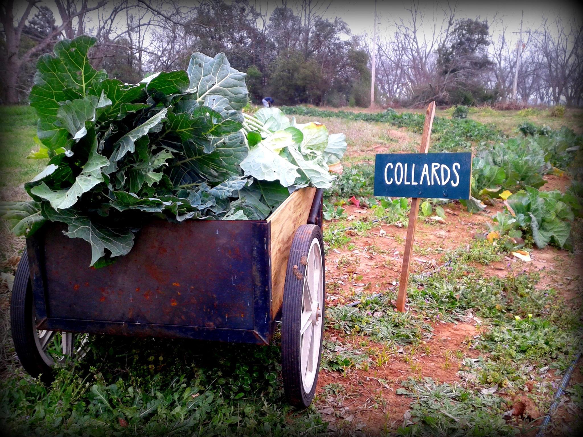 collards